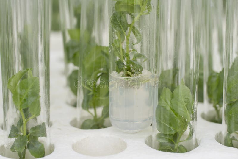 Micropropagation Van Pruimwortelstokken Stock Foto - Image of ...