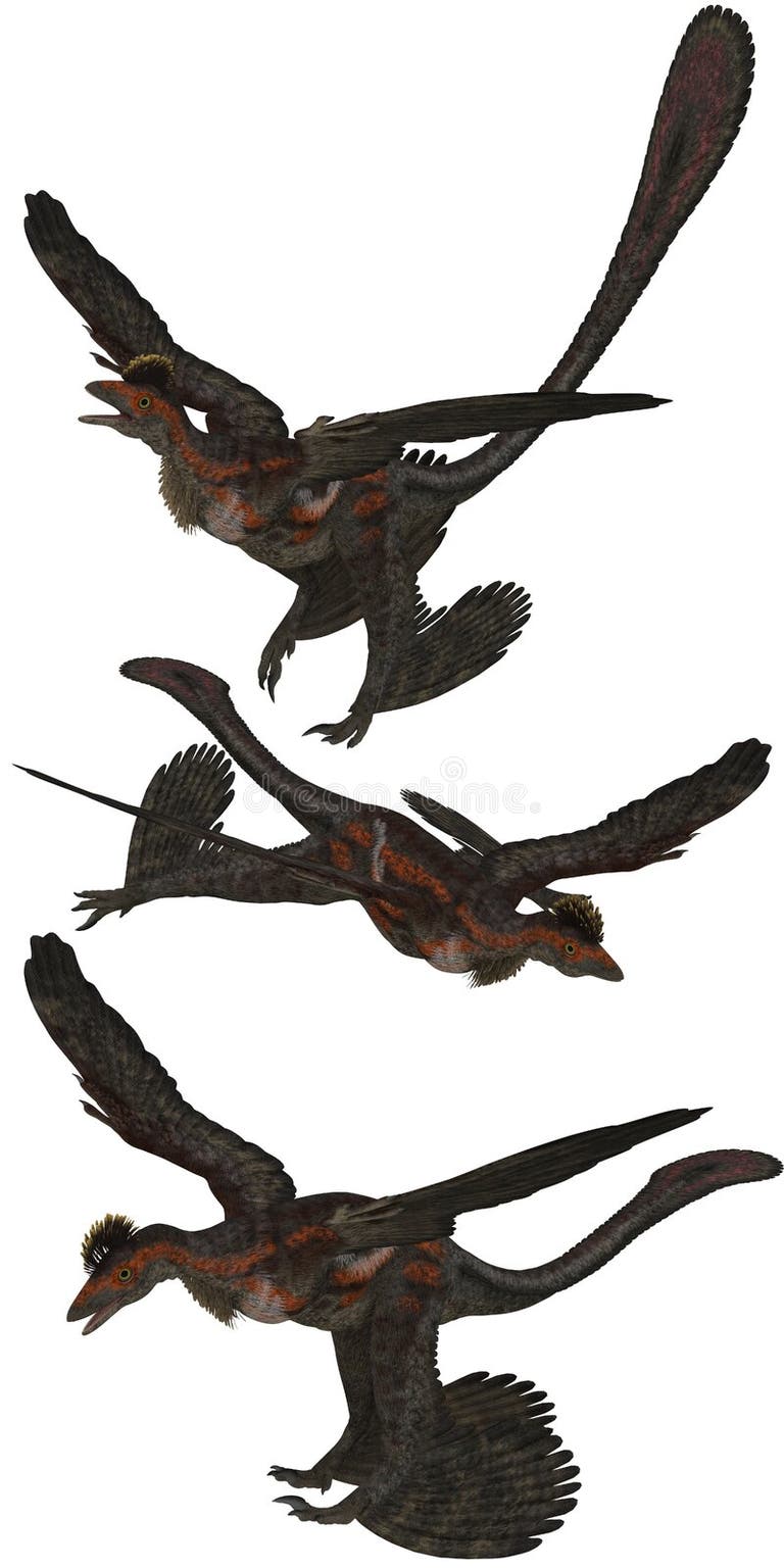Microraptor Stock Illustrations – 142 Microraptor Stock Illustrations ...