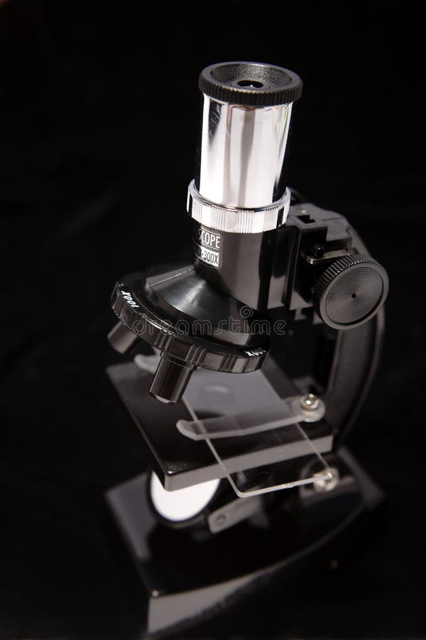 Basking Lions stock image. Image of roar, large, wildlife - 3442383