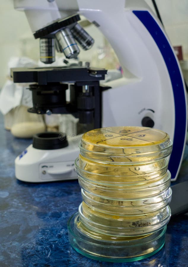 Petri Dishes Under the Microscope Stock Image - Image of legionella ...