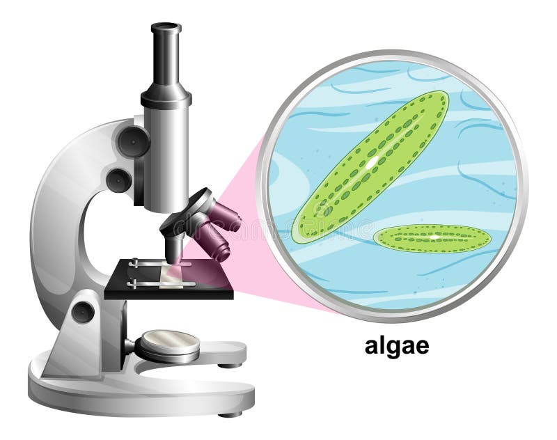 Microscope with Anatomy Structure of Algae on White Background Stock ...