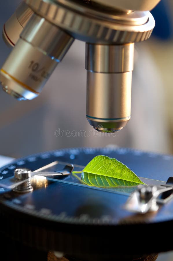 Microscope in Bio Laboratory Stock Photo - Image of green, analytic ...