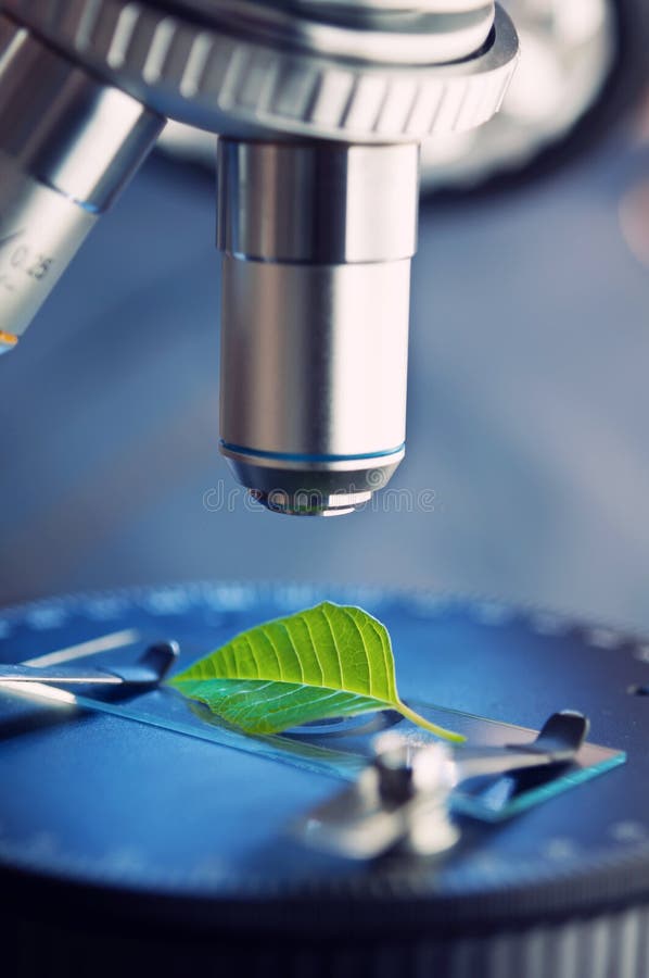 Microscope in Bio Laboratory Stock Image - Image of education, fluid ...