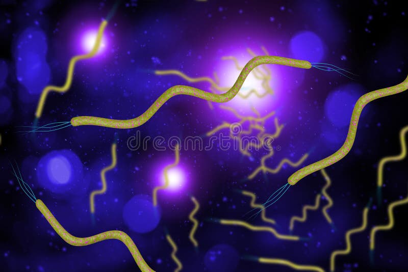 Amphitrichous Bacteria Stock Illustrations – 19 Amphitrichous Bacteria ...