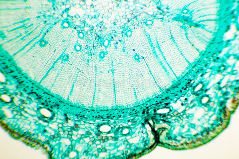 Microscope a Close Up of a Piece of Art with a Blue Background and a ...