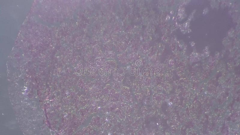 Simple-cell of Egg of Frog Filmed in Static Under Microscope with 200x ...