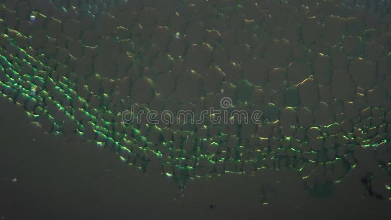 Stem of Dicotyledon in Transversal Section Cut Filmed Under Microscope ...