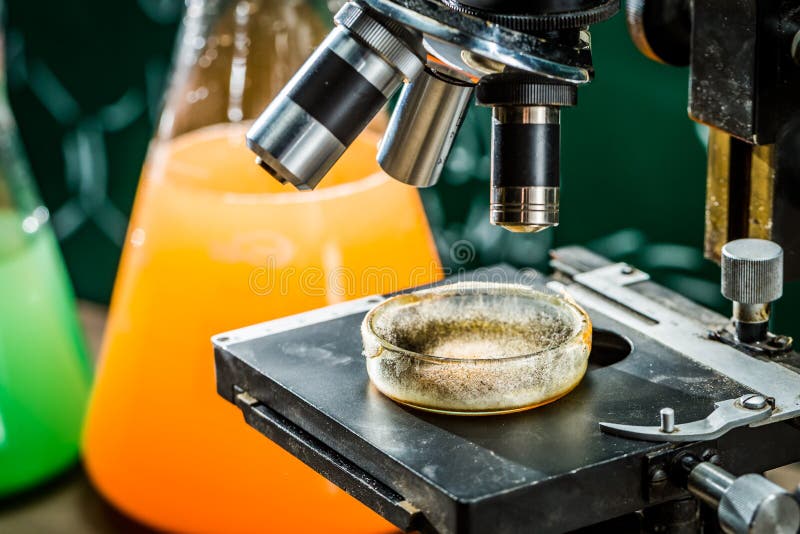 Microscope with Mold Sample in Laboratory Stock Photo - Image of flask ...