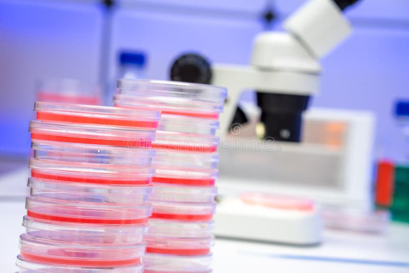 Microscope and Petri Dish with Biological Sample on Clinical Workbench ...