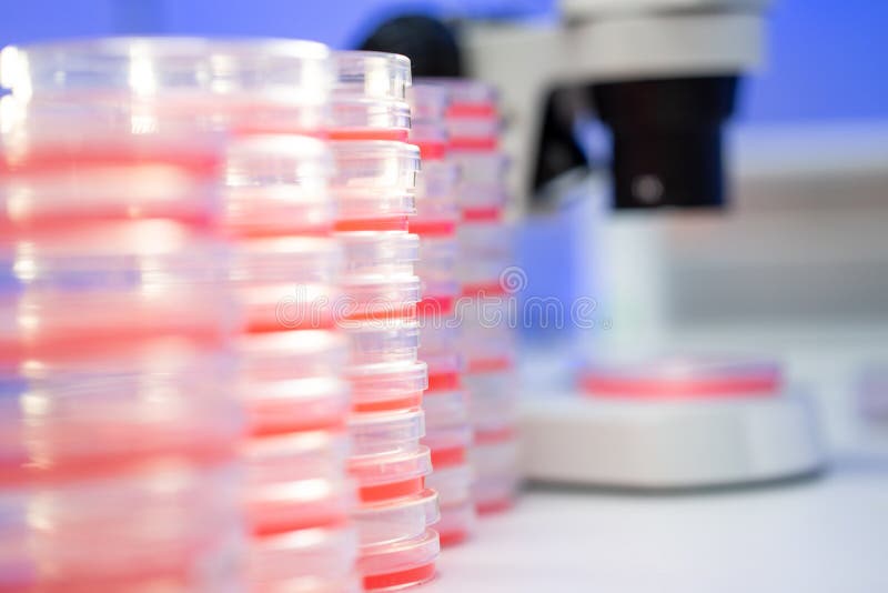 Microscope and Petri Dish with Biological Sample on Clinical Workbench ...