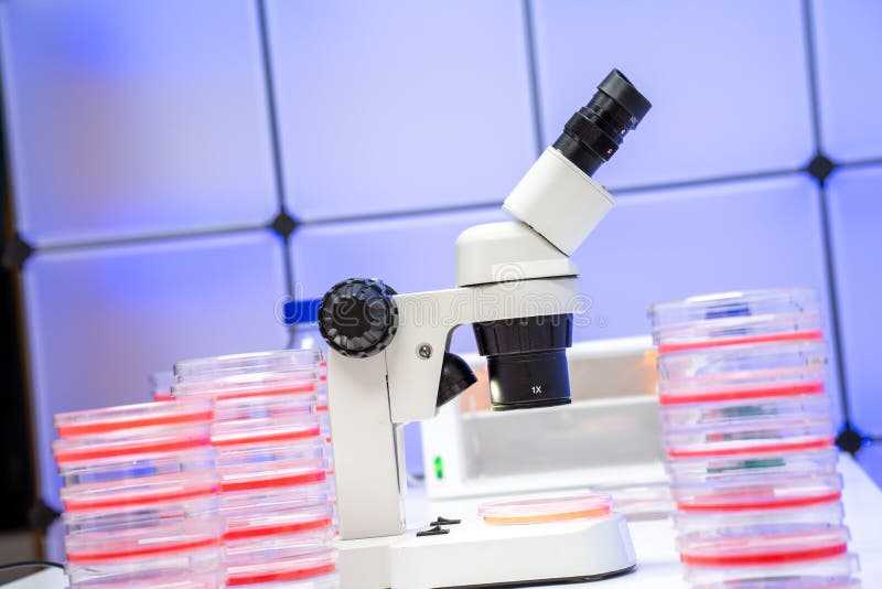 Microscope and Petri Dish with Biological Sample on Clinical Workbench ...