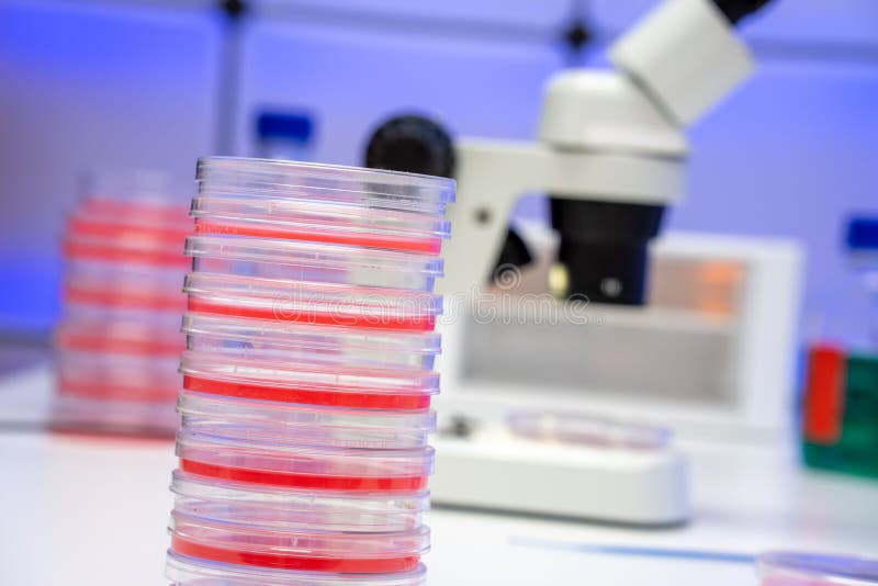 Microscope and Petri Dish with Biological Sample on Clinical Workbench ...