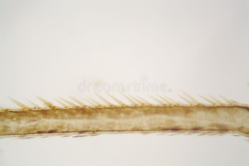 281 Insect Leg Microscope Stock Photos - Free & Royalty-Free Stock ...