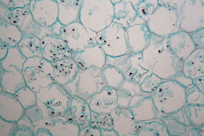 Cells of the Bark from a Cork Tree. Stock Image - Image of molecular ...