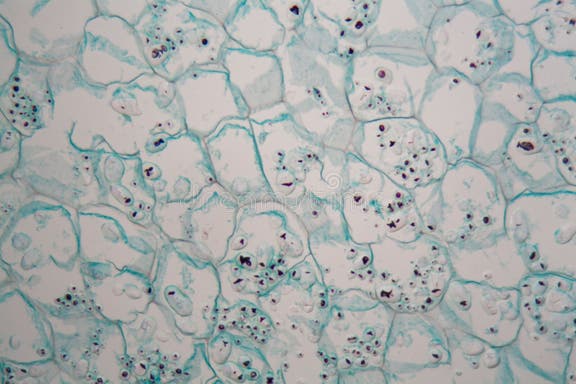 Cells of the Bark from a Cork Tree. Stock Photo - Image of examination ...