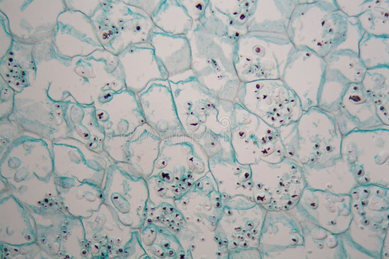 Cells of the Bark from a Cork Tree. Stock Photo - Image of examination ...