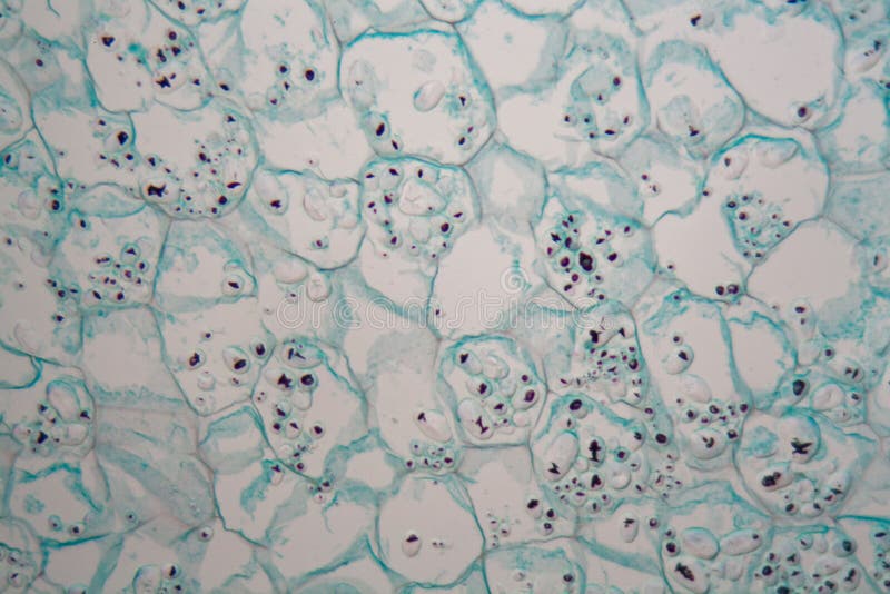 Cells of the Bark from a Cork Tree. Stock Photo - Image of epidermis ...