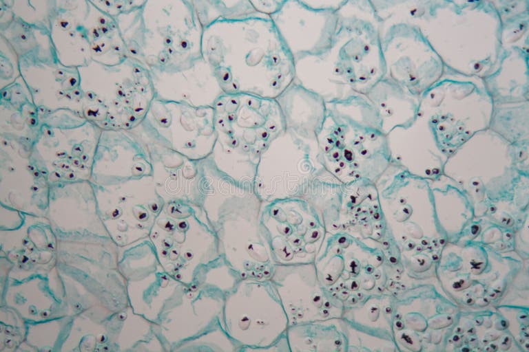 Cork Microscope Cells Stock Photos - Free & Royalty-Free Stock Photos ...