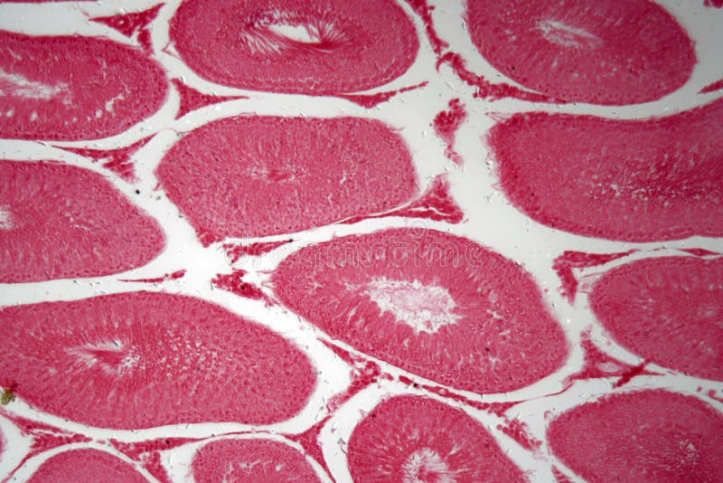 Microscope Photo of Cells of Rabbit Testicles Stock Photo - Image of ...