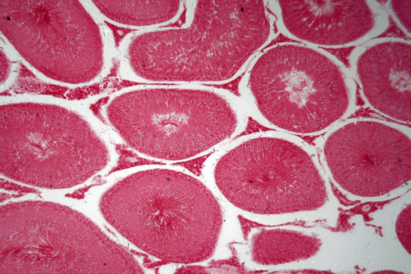 Microscope Photo of Cells of Rabbit Testicles Stock Photo - Image of ...
