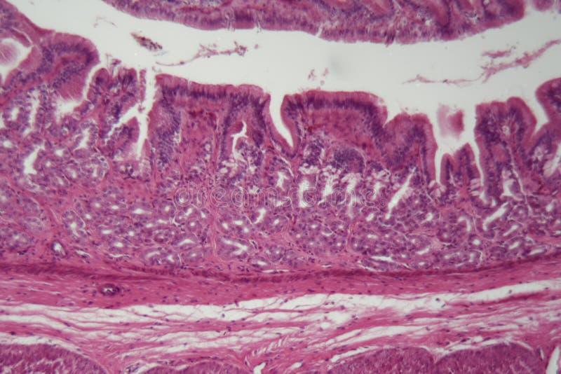 Microscope Photo of Dog Smooth Muscle Cells Stock Photo - Image of ...