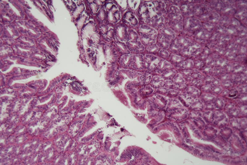 Muscle cells stock image. Image of research, biology - 18354213