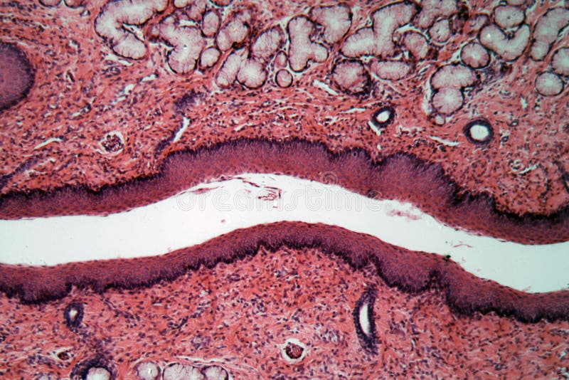 Microscope Photo of Esophagus Cells of a Dog Stock Image - Image of ...