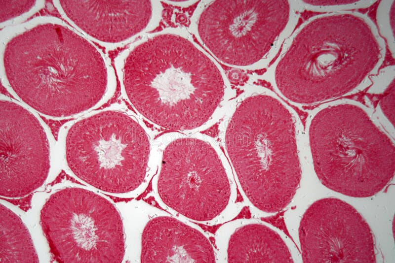Microscope Photo of Cells of Rabbit Testicles Stock Photo - Image of ...