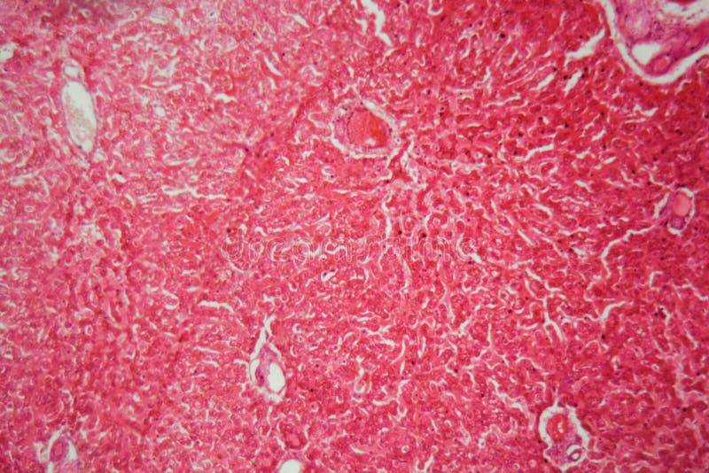 Frog Liver Cells Under Microscope.