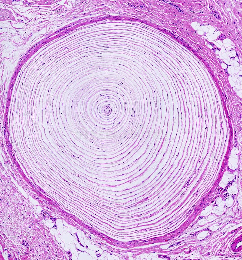 Microscope Picture of Human Nerve Ending Stock Photo - Image of ...