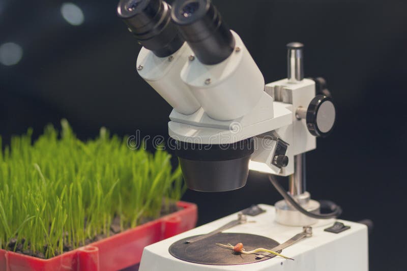 Microscope and Plant Seeds on a Table in a Laboratory Stock Image ...