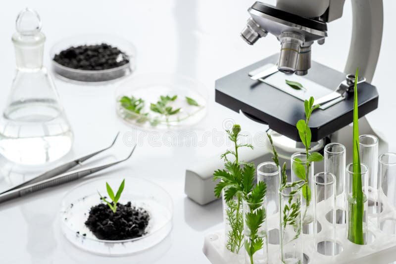 Microscope and Plants on a Table in Scientific Laboratory. Agriculture ...
