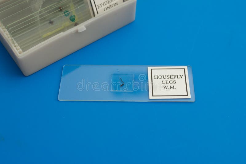 Microscope Slide on a Blue Table. Chemistry, Biology, Home Schooling ...