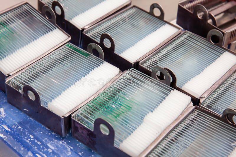 Microscope Slides with Tissue Sections Ready To Be Stained for ...