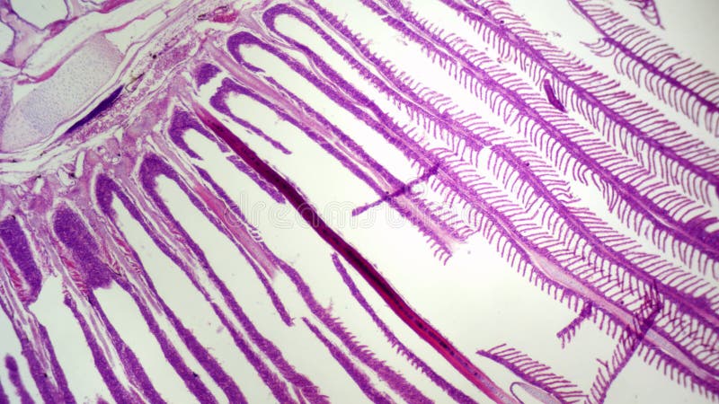 Microscope Video of Freshwater Fish Gills at 40x Magnification Stock ...