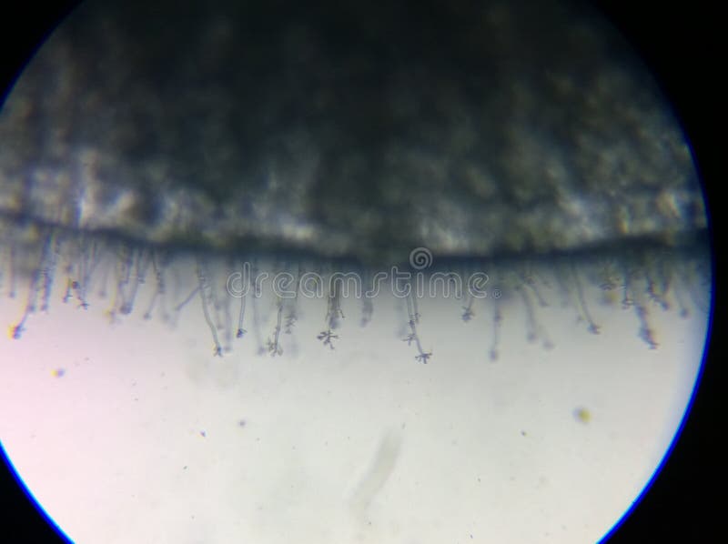 Microscope View of an Aspergillus Genus Mold Stock Image - Image of ...