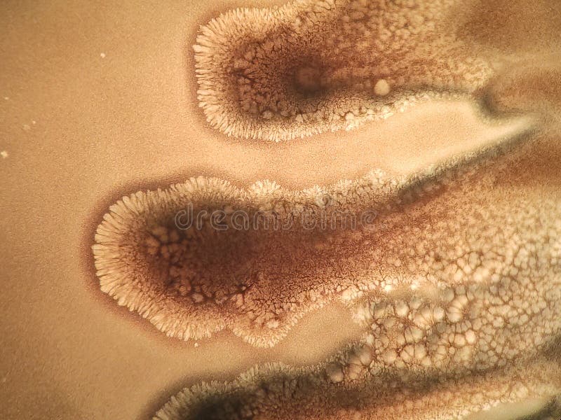 Beautiful Fractal Pattern Growth of a Bacterial Colony Under the ...