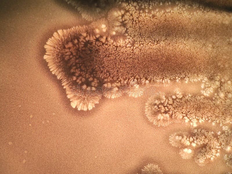 Microscope View of Bacteria Growing in Beautiful Fractal Pattern ...