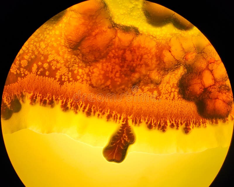 Structures Built by Bacteria Under the Microscope - Beautiful Growth ...