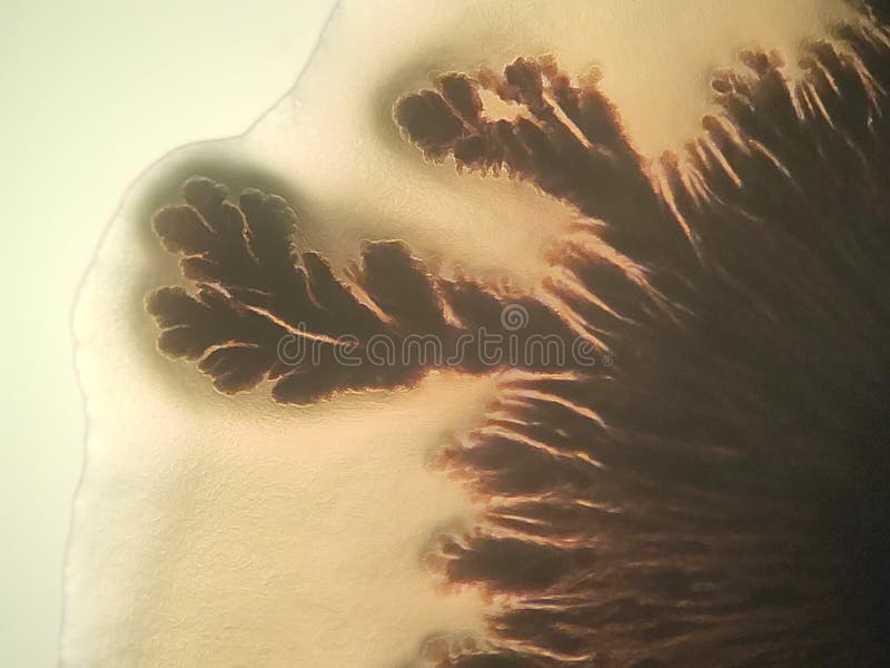 Microscope View of a Bacterial Colony Stock Image - Image of view ...