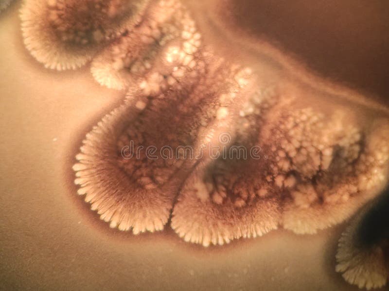 Beuatiful Fractal Pattern Bacterial Colonies Under the Microscope Stock ...