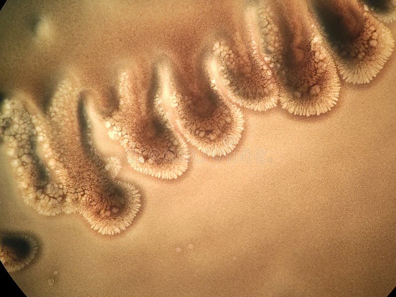 Beautiful Fractal Pattern Growth of a Bacterial Colony Under the ...