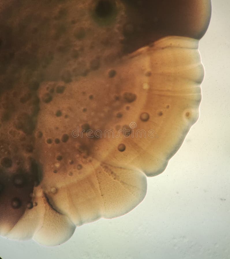 Beautiful Baciullus Genus Bacterial Colonies Under the Microscope Stock ...