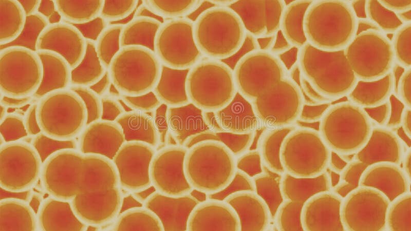 A Microscope View of Blood Cells or Bacteria Stock Illustration ...