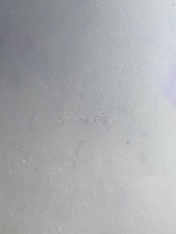 The Brain of a Pig Under the Microscope Stock Photo - Image of meat ...