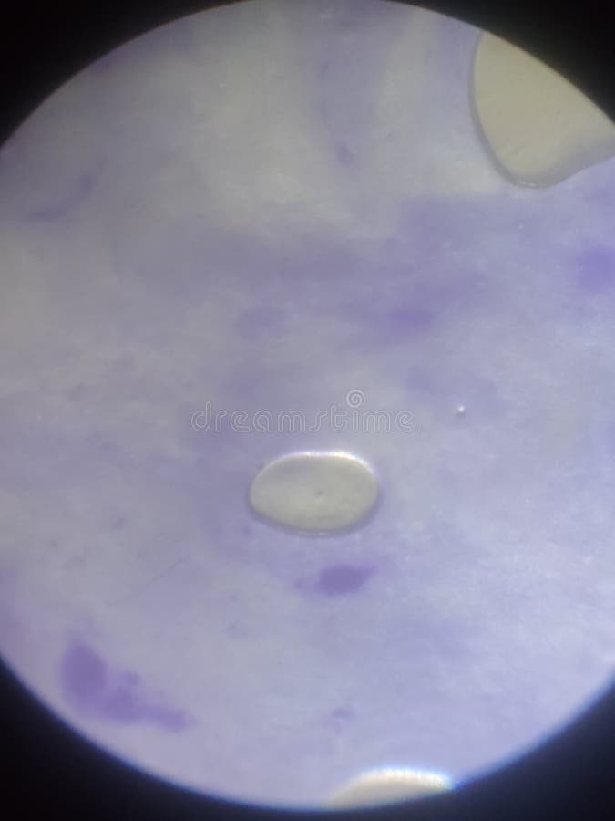 The Brain of a Pig Under the Microscope Stock Photo - Image of biology ...