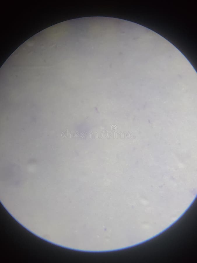 The Brain of a Pig Under the Microscope Stock Photo - Image of tissue ...