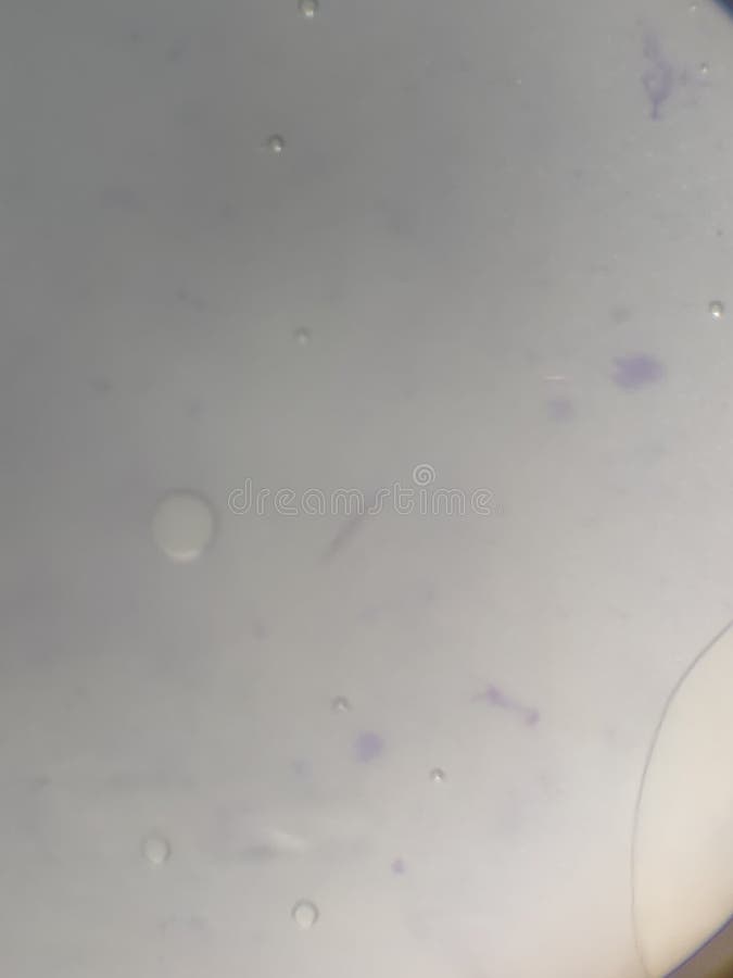 The Brain of a Pig Under the Microscope Stock Image - Image of biology ...