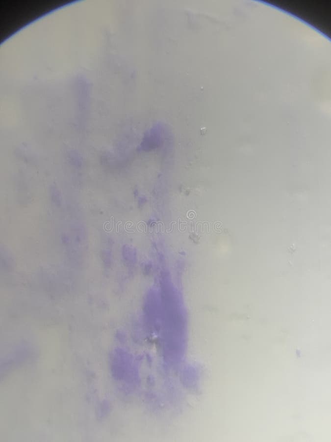 The Brain of a Pig Under the Microscope Stock Image - Image of organ ...