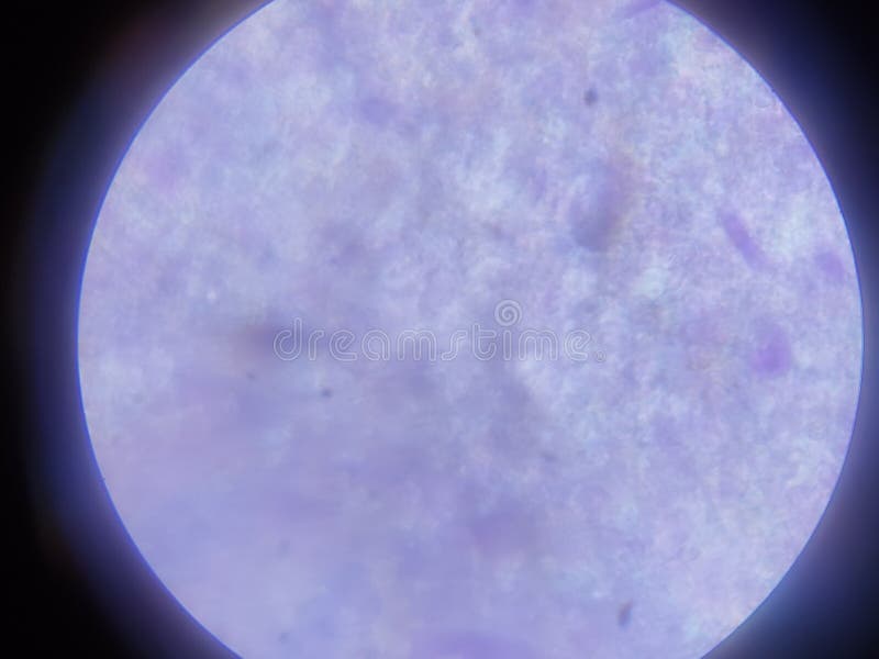 The Brain of a Pig Under the Microscope Stock Image - Image of cell ...